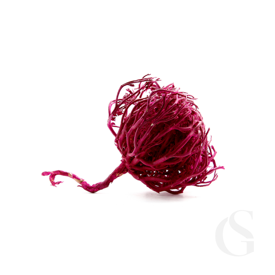 Rose of Jericho – Gerda Spillmann by GS Products